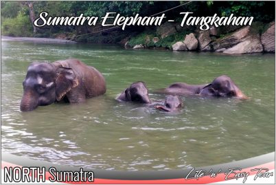 Tangkahan SUMATRAN ELEPHANT Riding Tour | NORTH Sumatra Indonesia ...